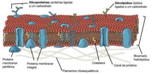Membrana plasmática: Estrutura, função e importância